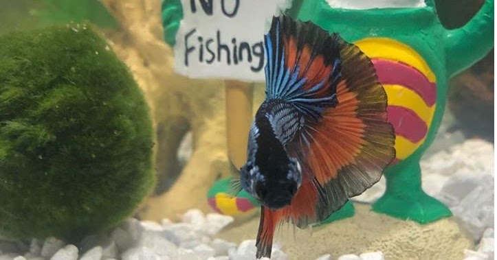 Learn About Betta Fish