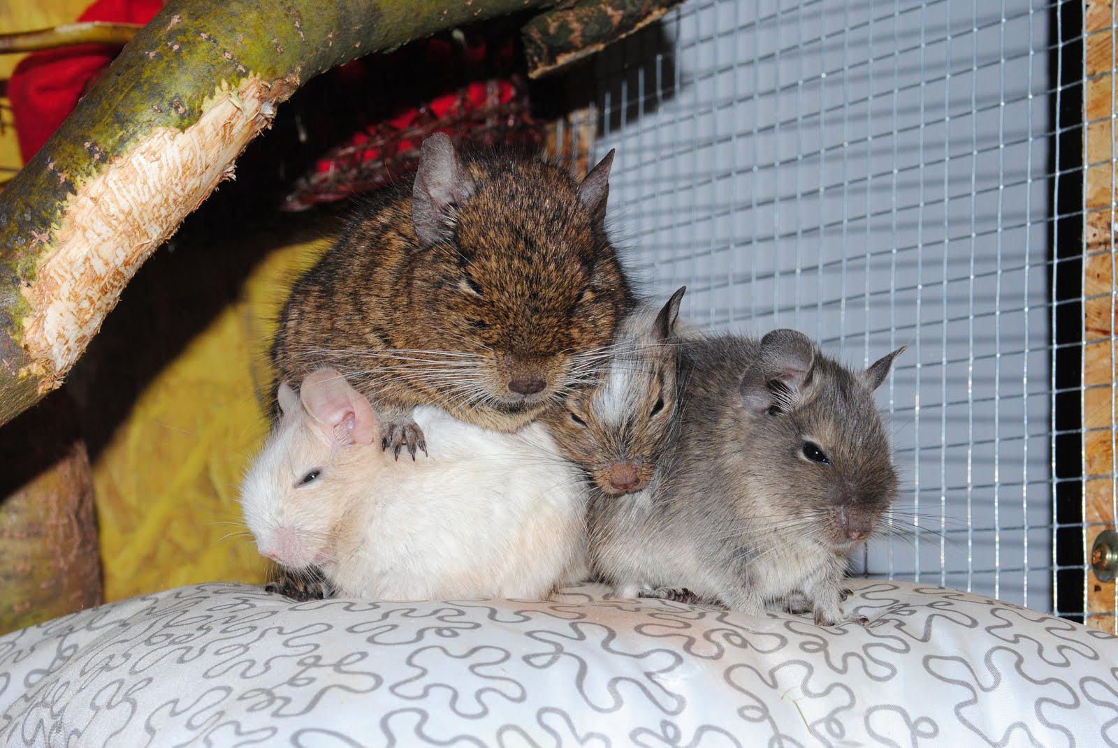 Degudrey - doupě Degu: Starý osmák a péče o něj