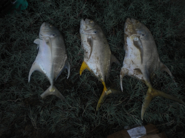 Pesca em Angola: Momentos