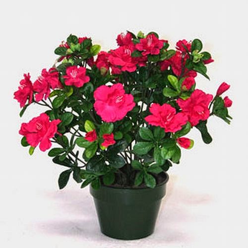 Despre tot din viata: Azalee