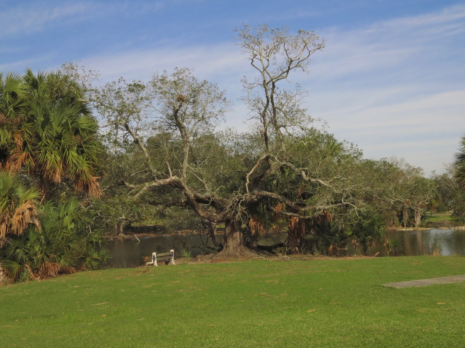 Adventures of a Vagabond Volunteer: The Trees of New Orleans City Park