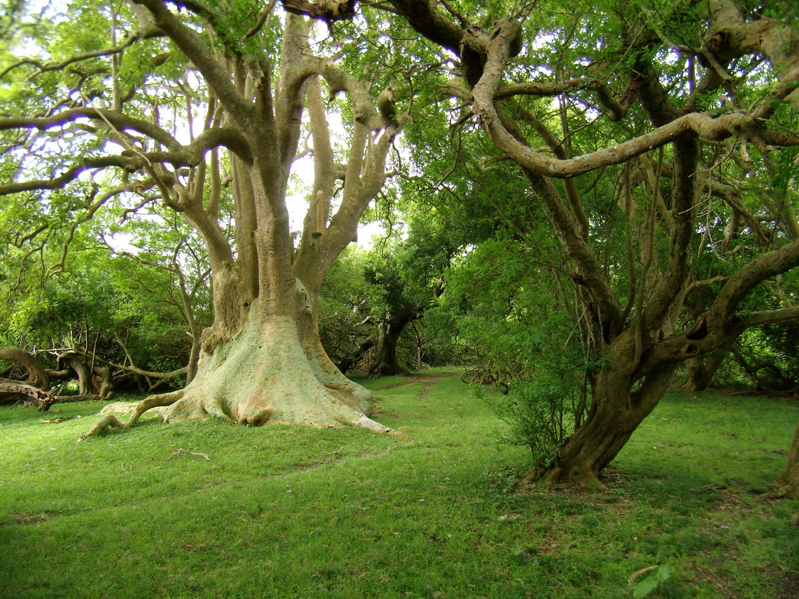 Viajero Uruguay: bosques de ombúes