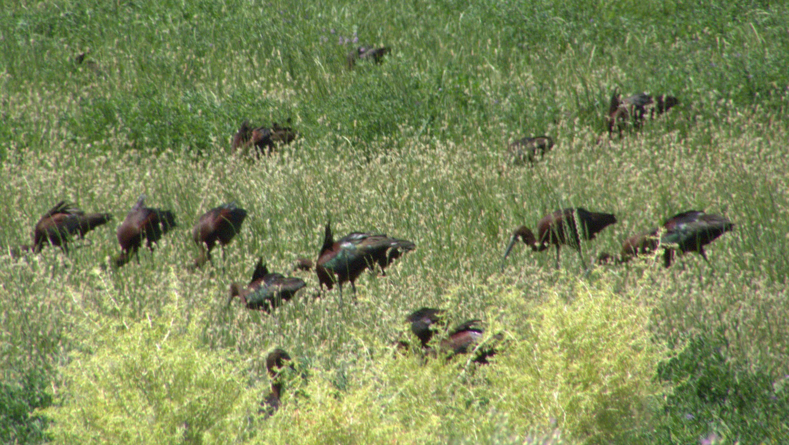 Fallon, Nevada Things to do: Stillwater National Wildlife Refuge