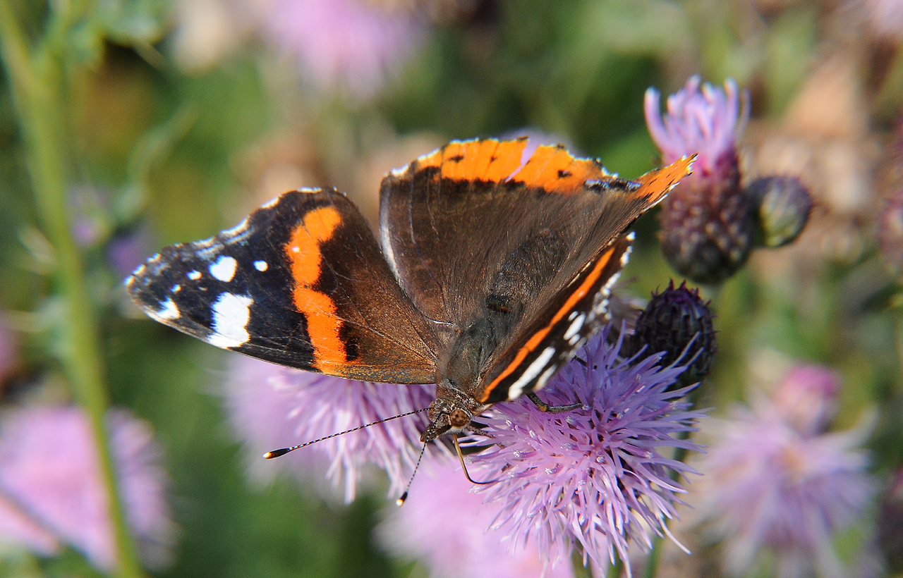 Jozef van der Heijden - Natuurfotografie: Vlinders, kevers en libellen