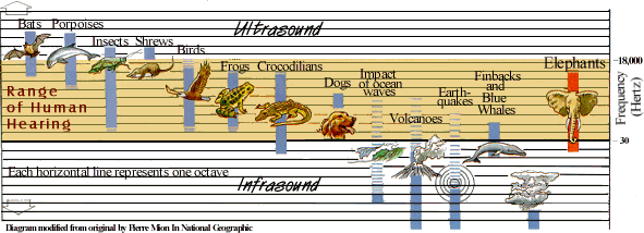 Anatomical Structure of the Ears | The Elephant