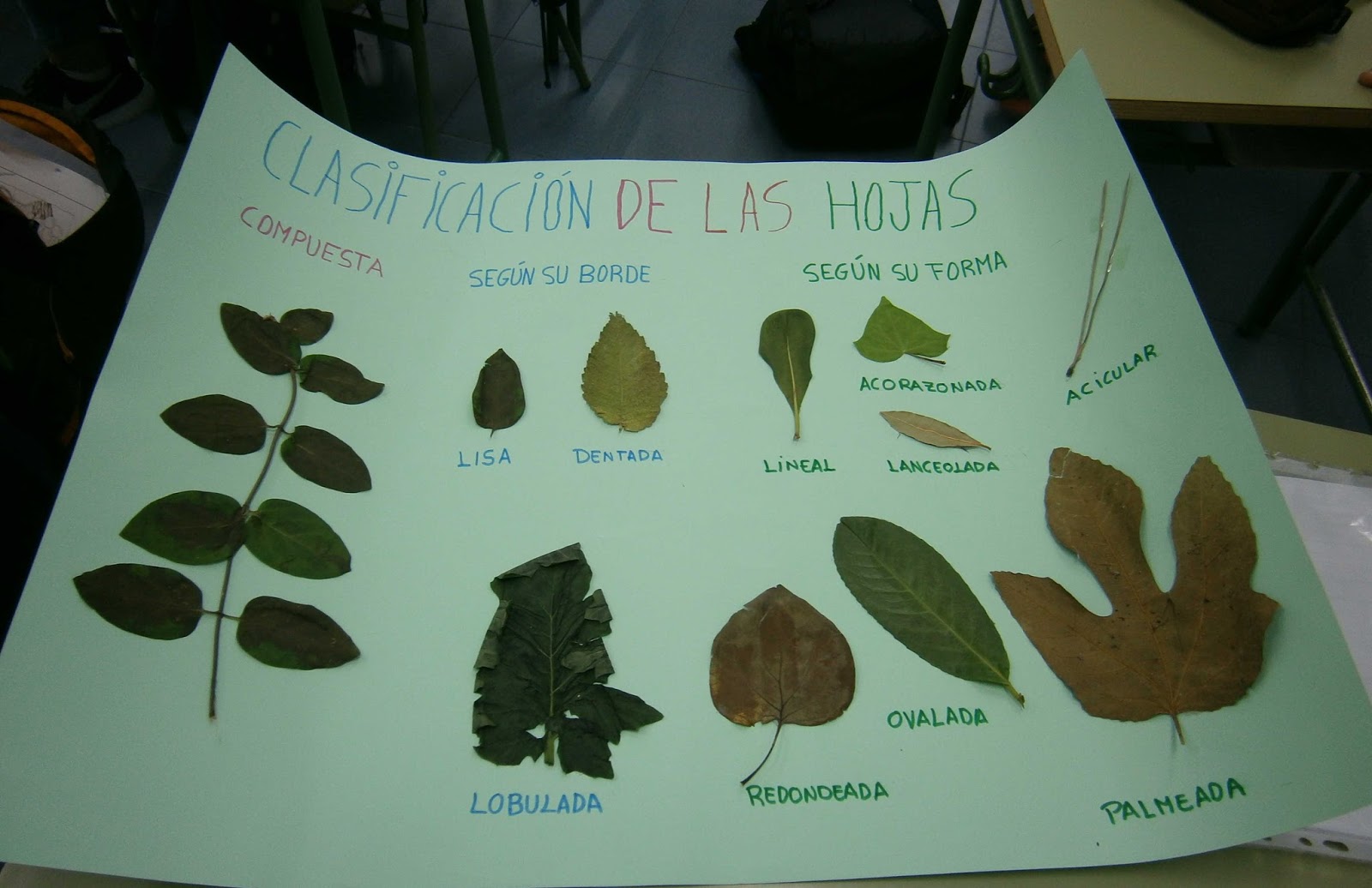 CLASIFICACIÓN DE HOJAS