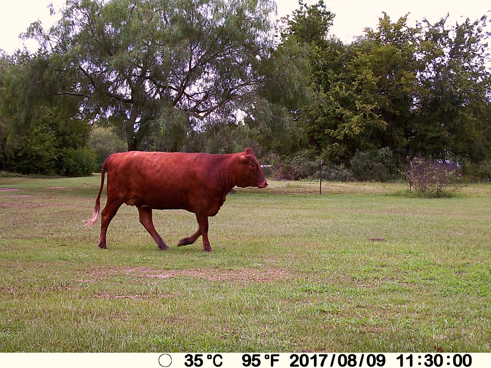 Two Men and a Little Farm: COW WRANGLING