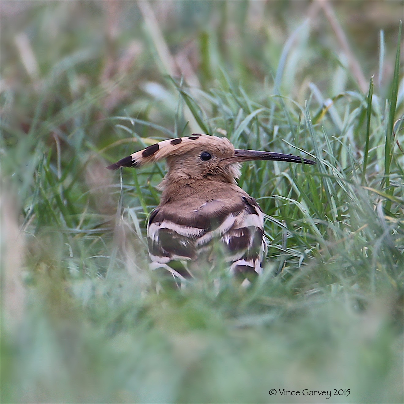 Archie's Peaky Birders Blog: The HOOPOE in the West Midlands region