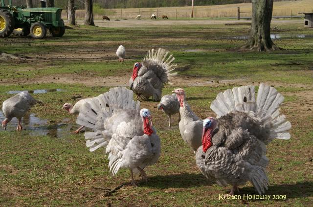 Woodville Ace Chicken Blog