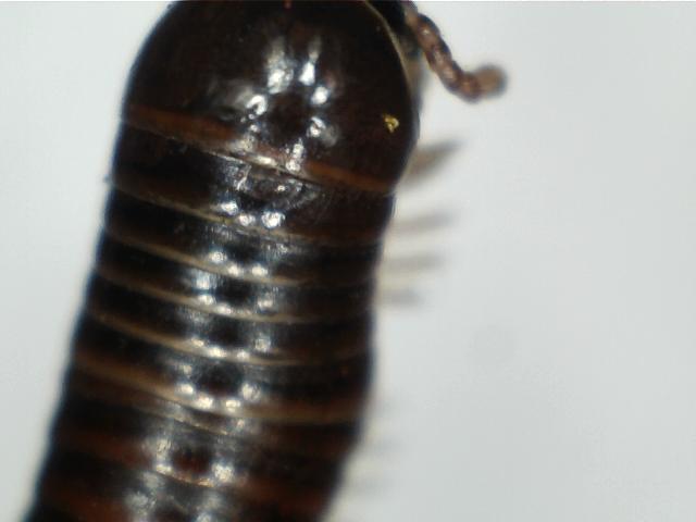 O MUNDO DOS INSETOS: gongolo