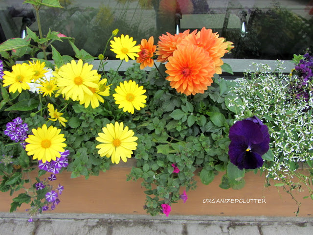 Planting Ideas for the Prettiest Window Box in Town - Organized Clutter
