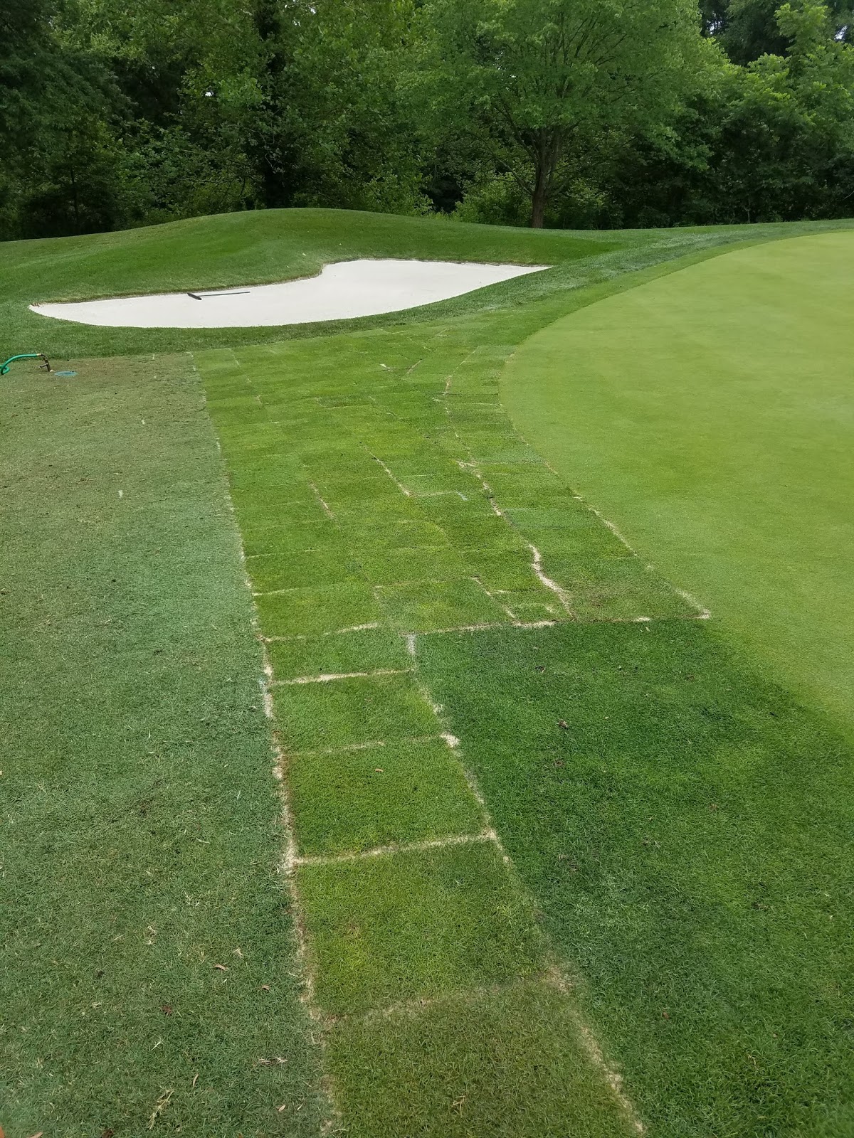 Tee Off With Joe Removing Bermuda Grass From Collars