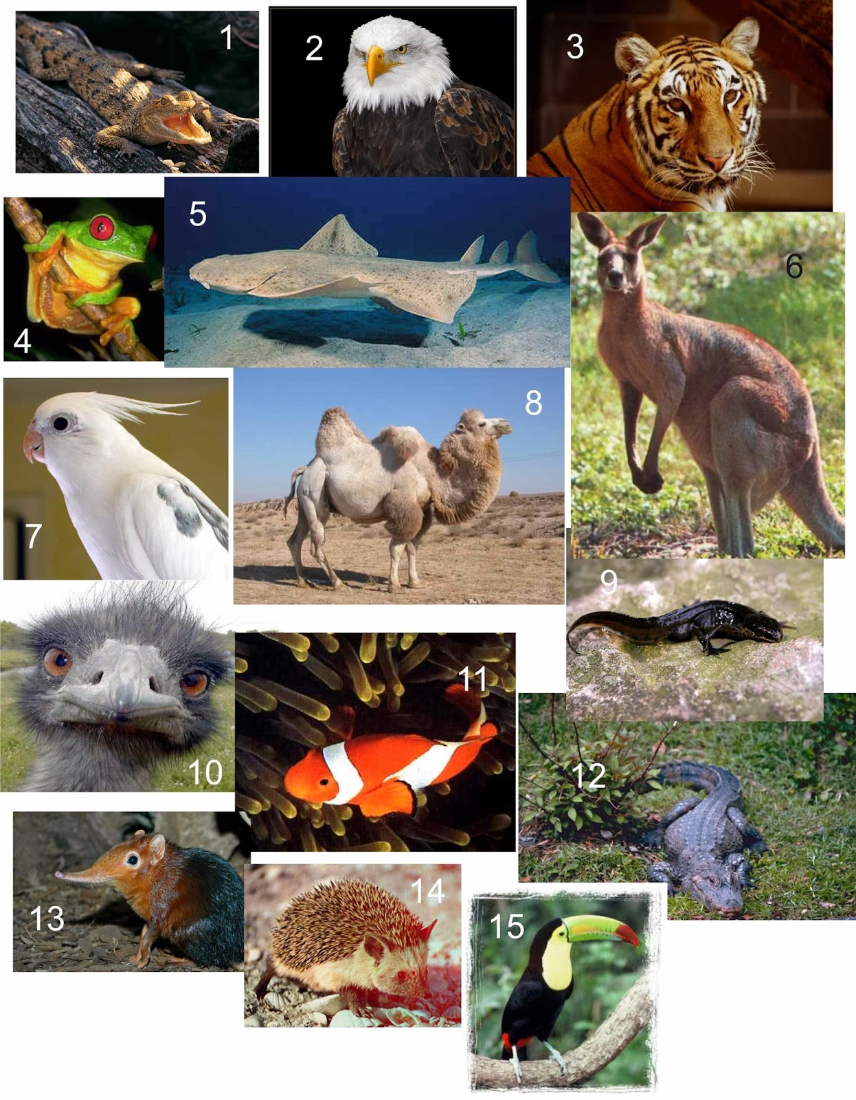 Els Animals: Els Animals Vertebrats