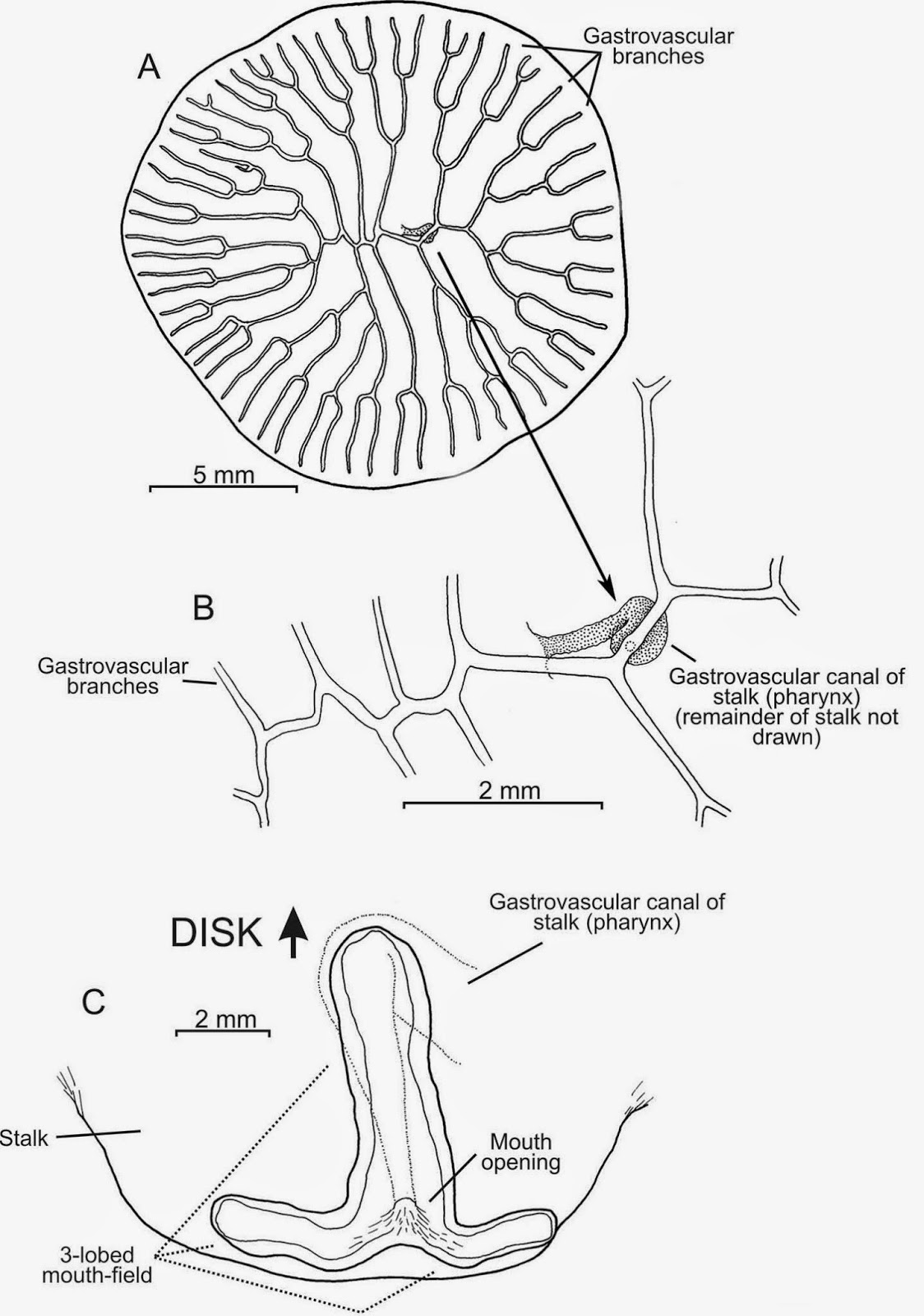 Sciency Thoughts: An enigmatic animal from the Australian continental ...
