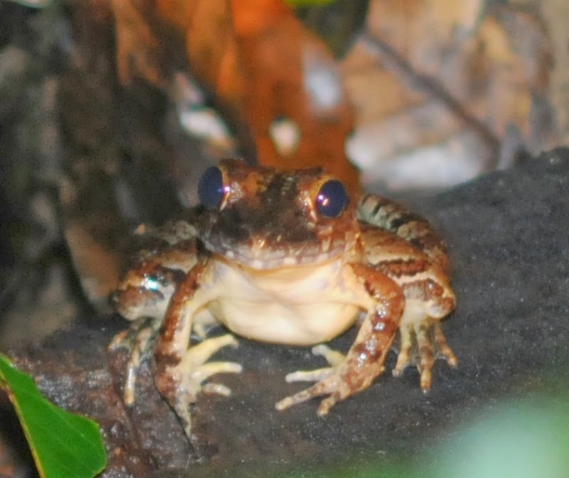 A Wandering Naturalist: Sarawak: Around the Frog Pond