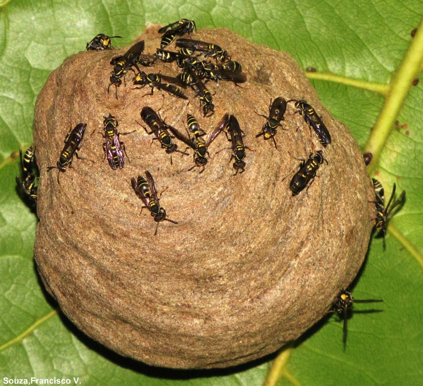FAUNA E FLORA DO RN: Marimbondo Polybia occidentalis occidentalis ...