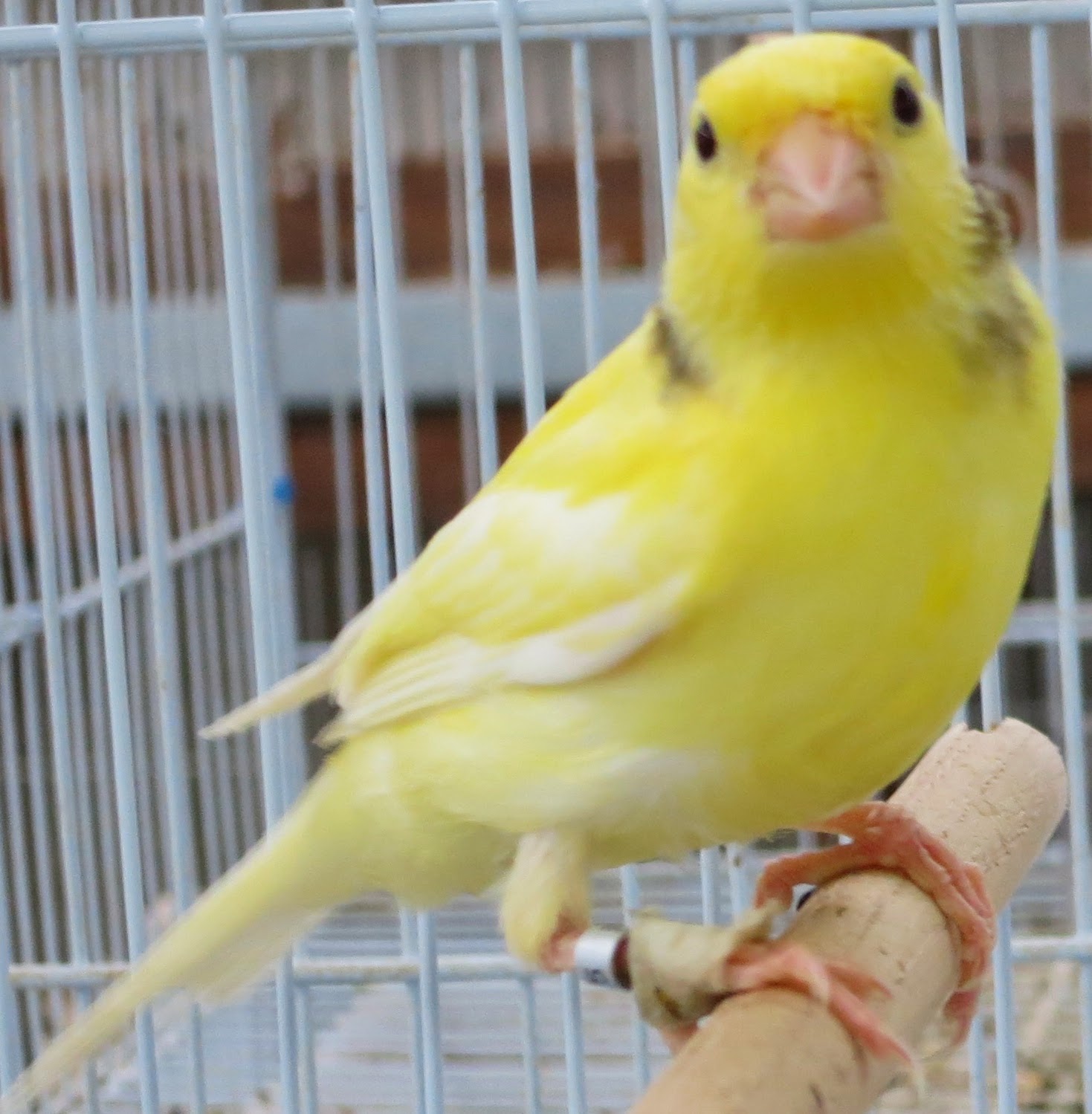 Canary Tales: Troubleshooting Youngsters - Part 3 - Undershot "Slipped ...