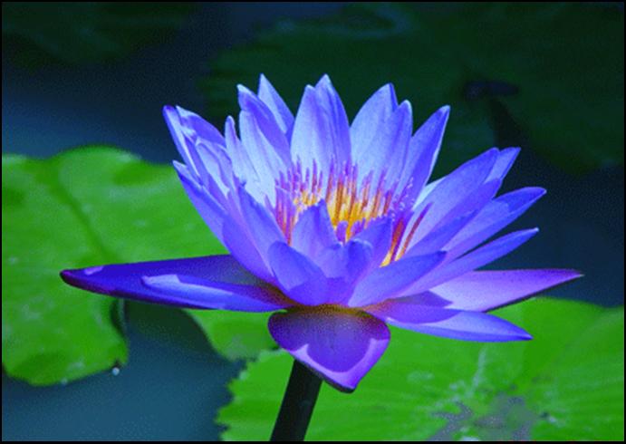 Myths and Magic......: THE LEGEND OF THE BLUE LOTUS
