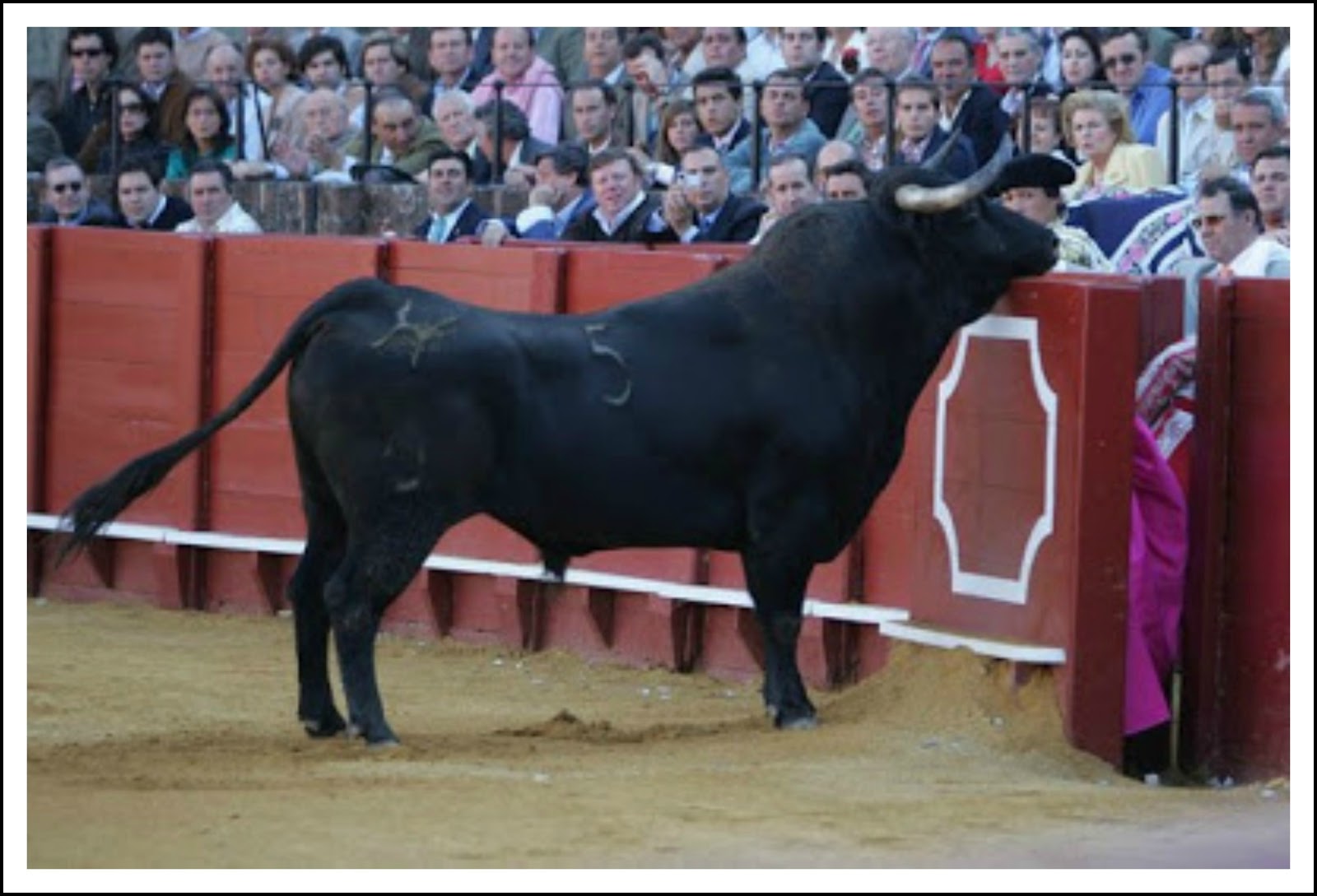 El Paseillo: Aniversario torista