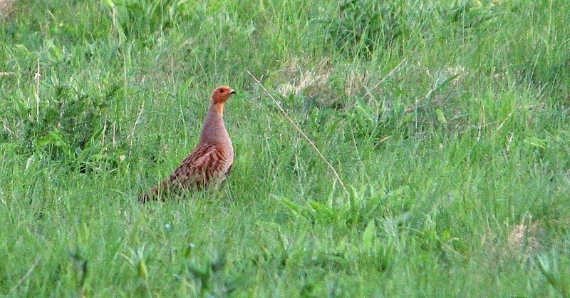 ShySongbird's Nature News: Butterflies, Birds and the Beautiful British ...