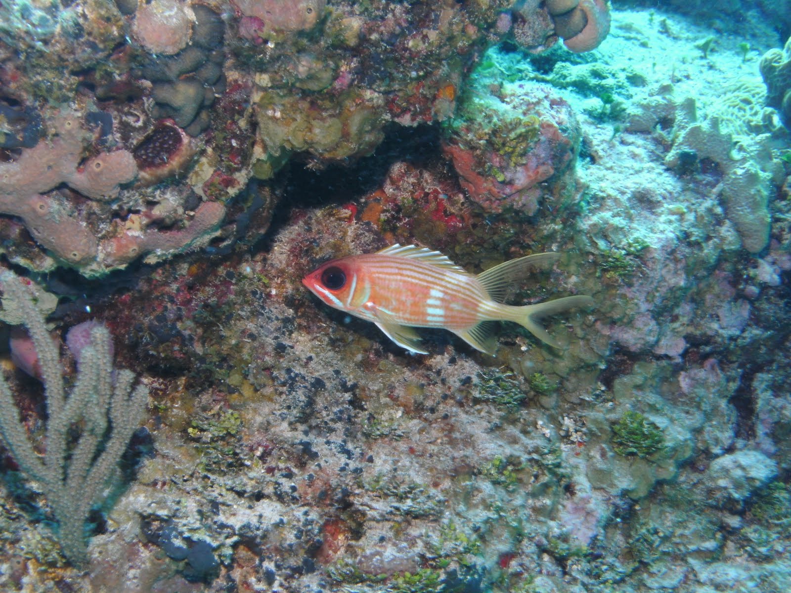 BrummellBlog: Friday Fish: Holocentrus rufus