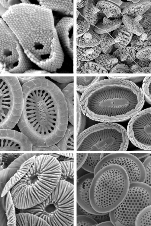 Over The Hills And Far Away: Cocolitofóridos y sus curiosas estructuras.