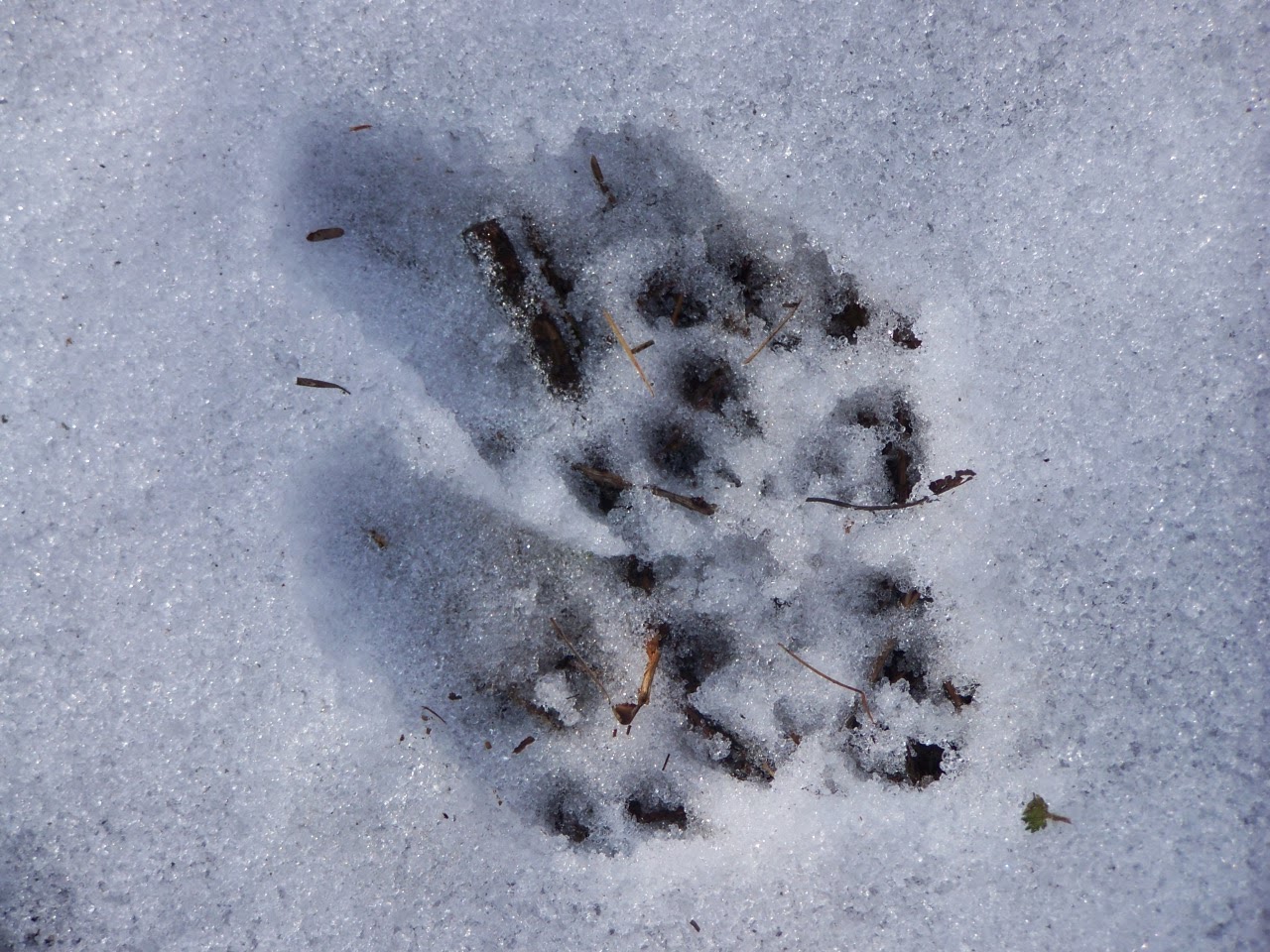 Moje Pasje : Tropy zwierząt