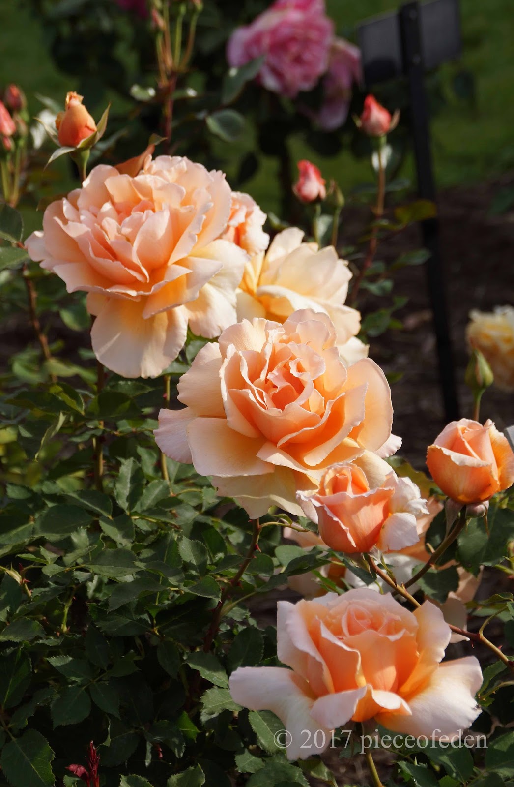 Huntington Rose Garden Early April 2017