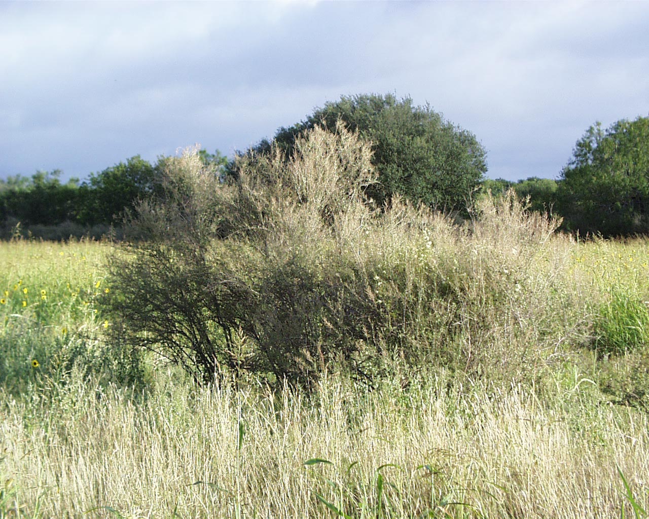 Argentina nativa: Cedrón del monte (Aloysia gratissima)