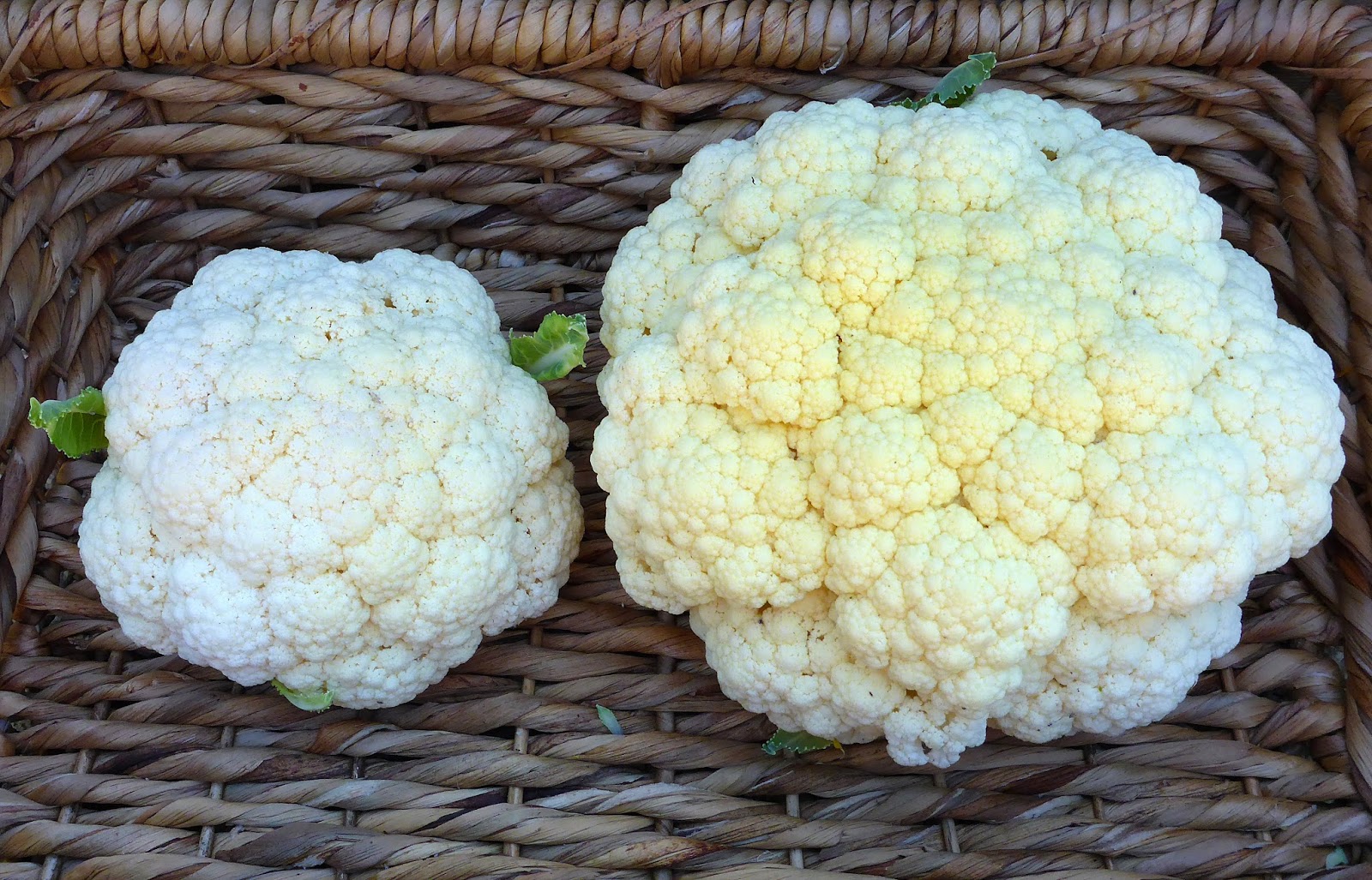 From Seed To Table: Harvest Monday - June 20, 2016