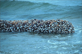 The Fisheries Fighter: Teritip (Balanus sp.)