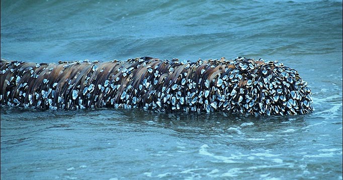 The Fisheries Fighter: Teritip (Balanus sp.)