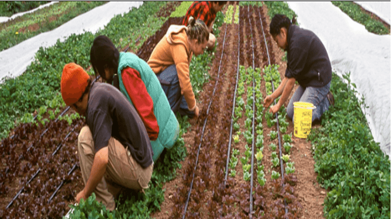 GENERAL FARM WORKER in British Columbia - KipJob