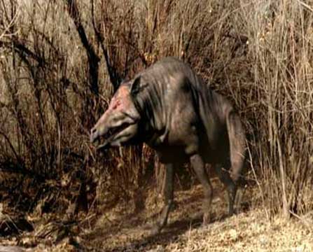 Fauna Prehistorica: ENTELODONTO