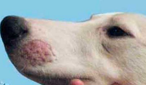 3 Enfermedades Comunes De Hongos En Los Perros