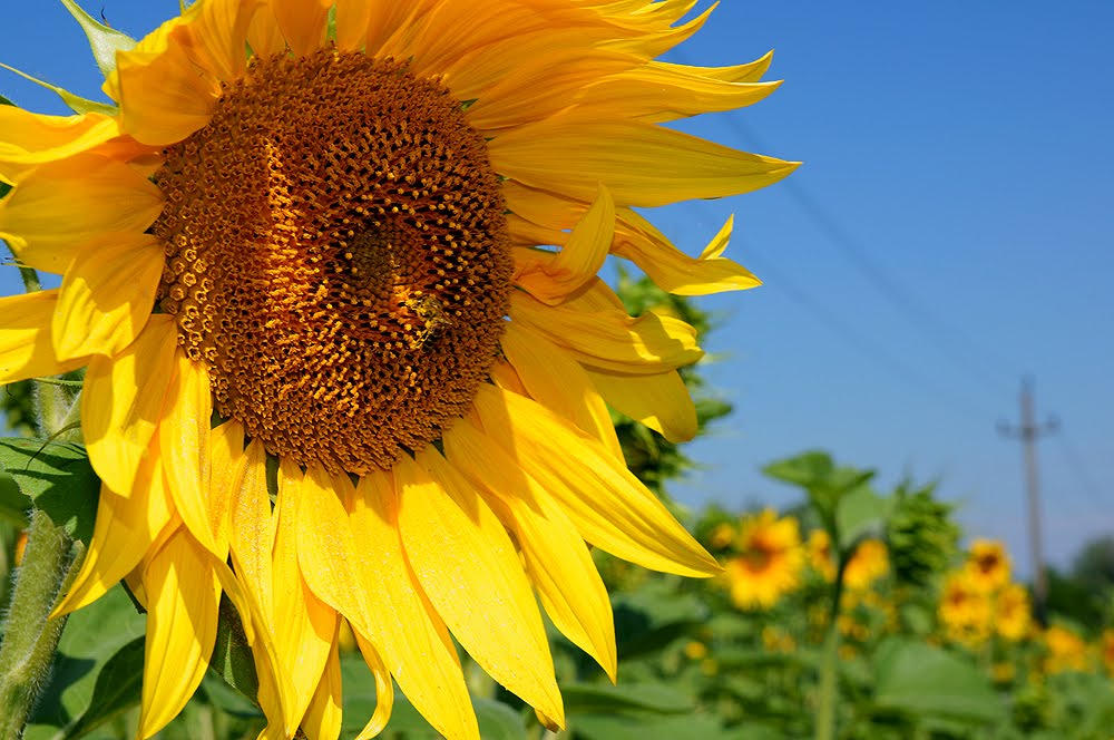 Dan Udrea: Floarea Soarelui