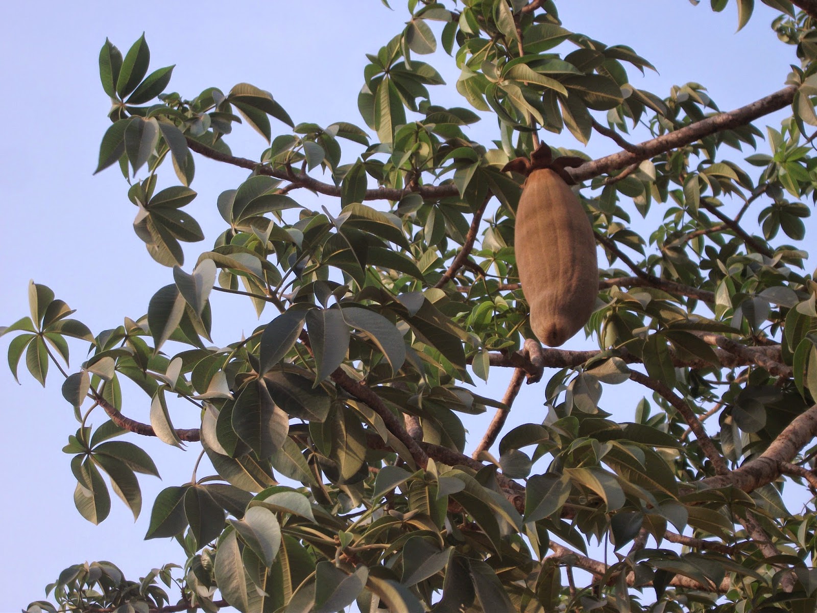 Quintal do Vieira: Embondeiro