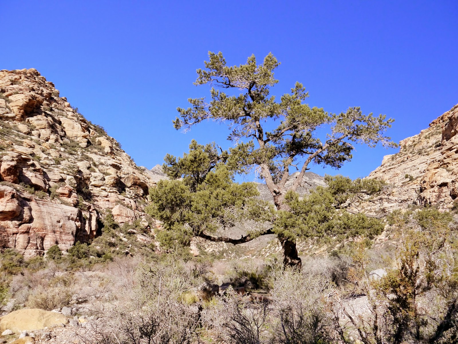 American Travel Journal: Red Rock Canyon National Conservation Area ...