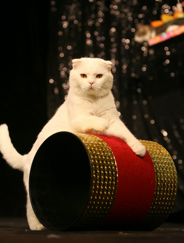 9 Lives Around The World: Circus Cat