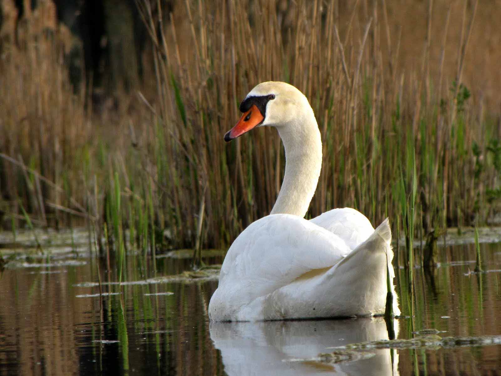 El Naturalista Novato: CISNES, GANSOS, OCAS Y PAVO REAL