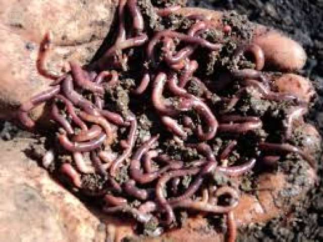 LOBRICULTIVO GRADO 11