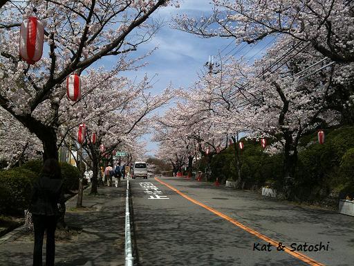 Our Adventures in Japan: sakura walk
