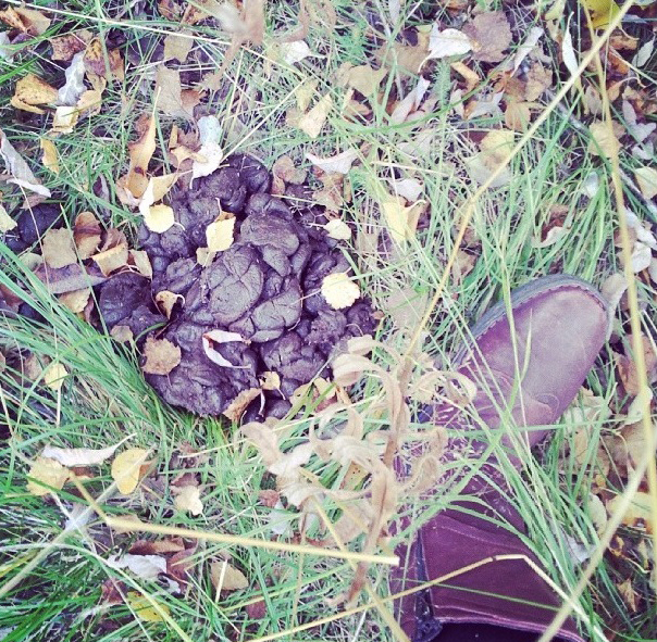 LunaDsign: Gissa bajset