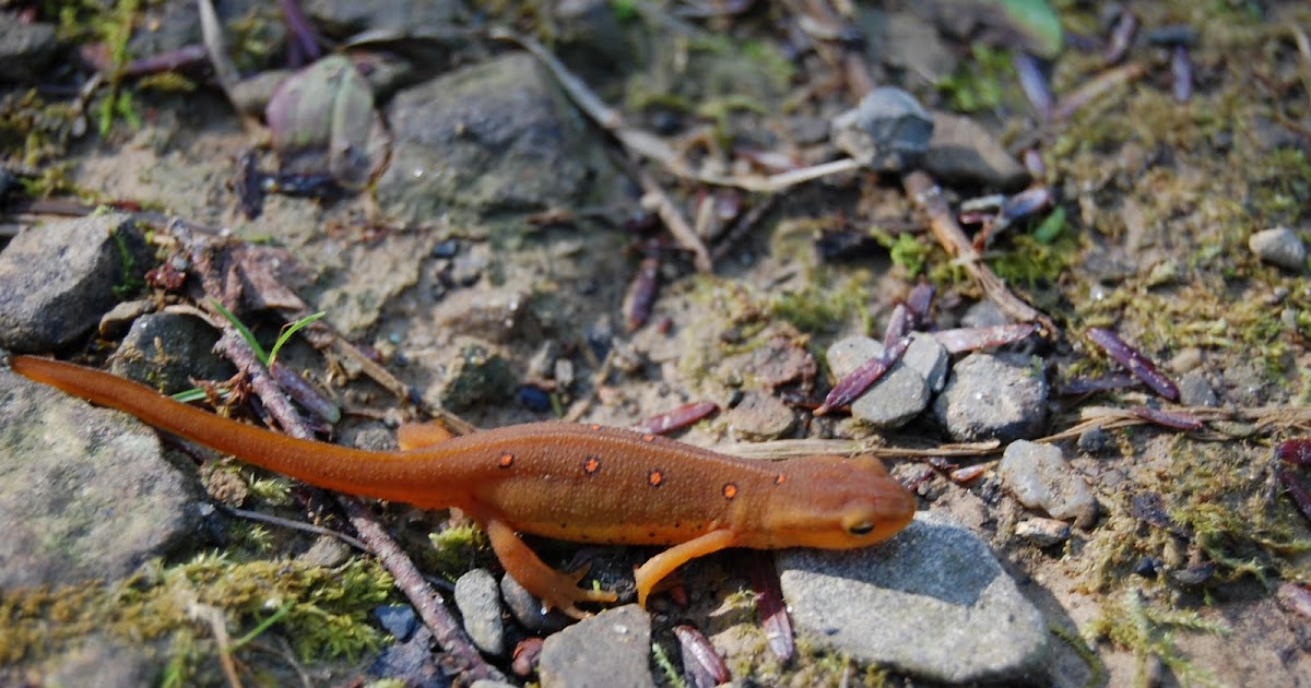 Urban Wildlife Guide: A Red-spotted Newt