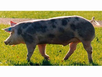 EL CERDO : RAZAS PORCINAS