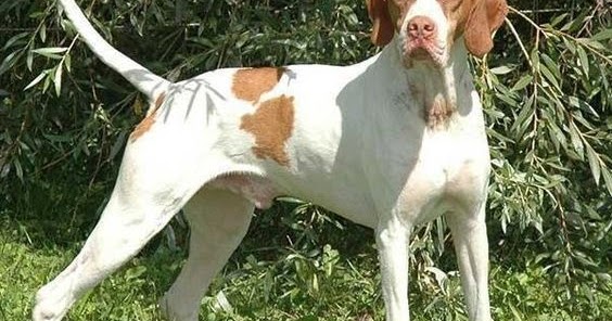 EL PERRO DE RAZA POINTER INGLES - RAZAS DE PERROS AMIGOS