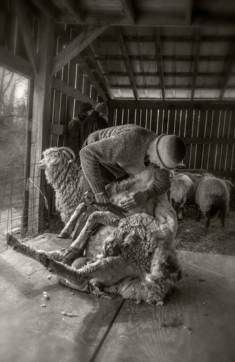 Dan Routh Photography: Shearing 2015