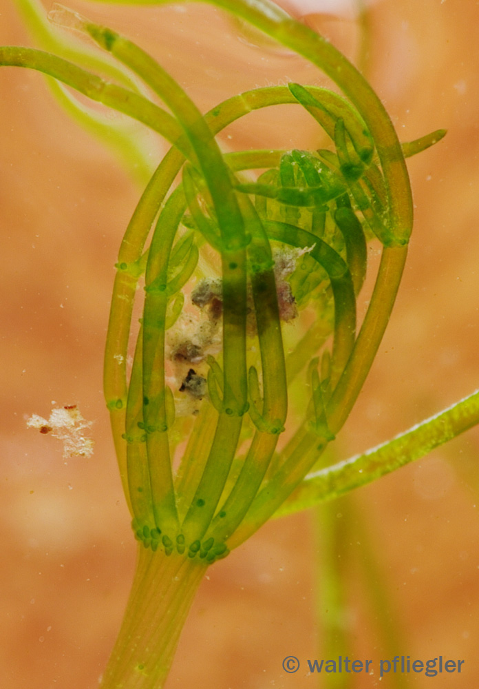 Nature photos from an Amateur Naturalist: Fir of Hotova-Dangell ...