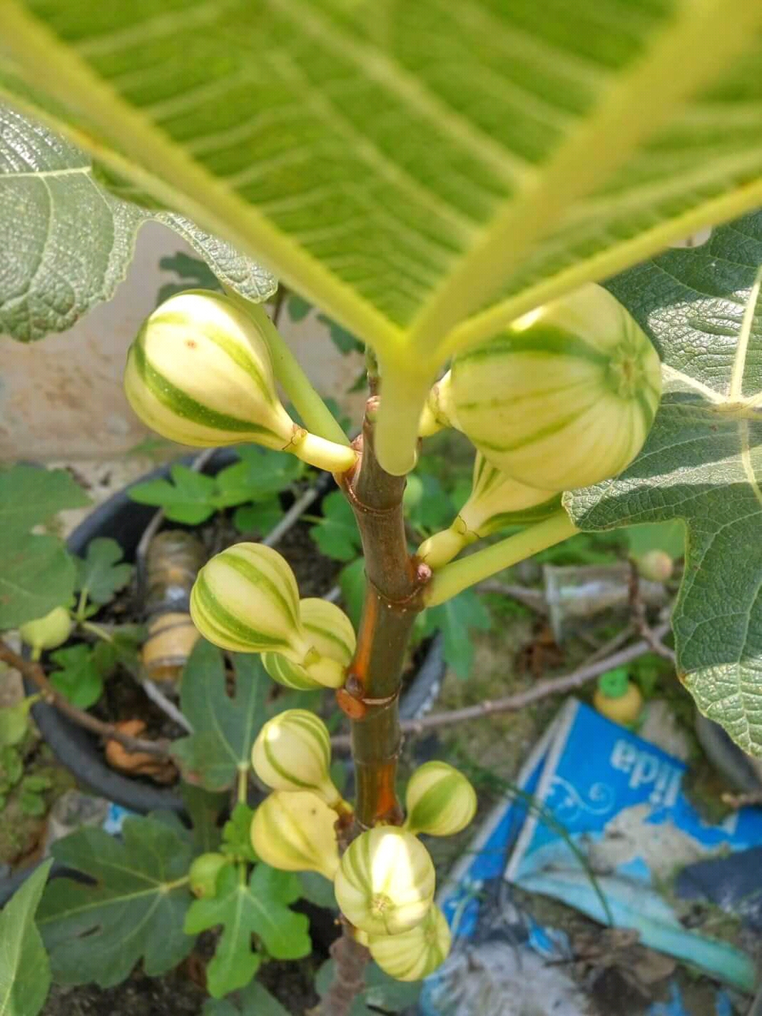 Panache Tiger Fig - Var Tin