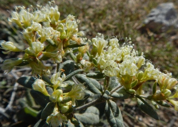 Nature Abhors a Garden: Antelope Sage